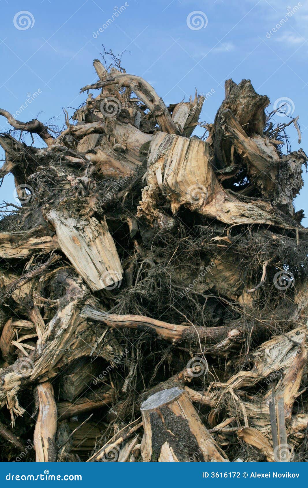 Waste wood stock photo. Image of pine, root, pile, timber - 3616172