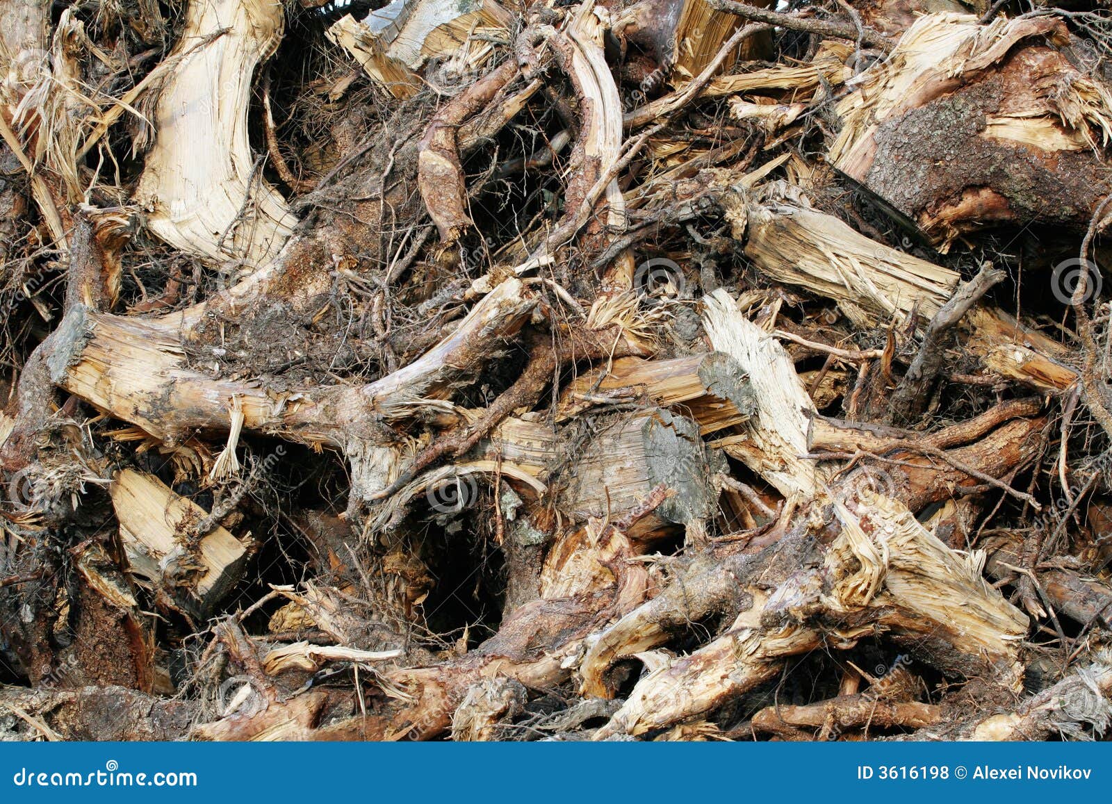 Waste wood stock photo. Image of stump, pine, lumber, ecology - 3616198
