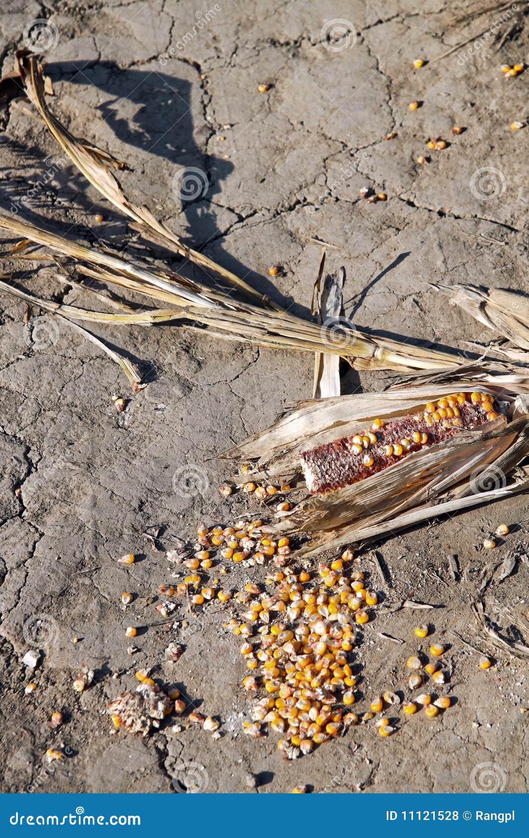 Wasted corn stock photo. Image of harvest, field, drought - 11121528