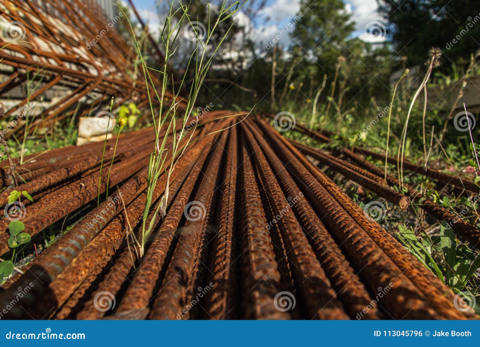 Rusty Reinforcing Bar with Vegetation Stock Photo - Image of concrete ...