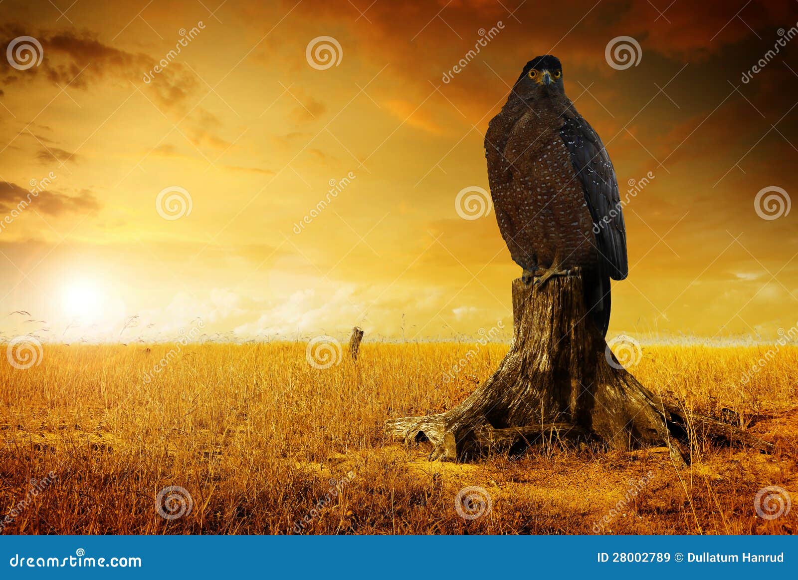 Wasteful. stock illustration. Illustration of carnivore - 28002789