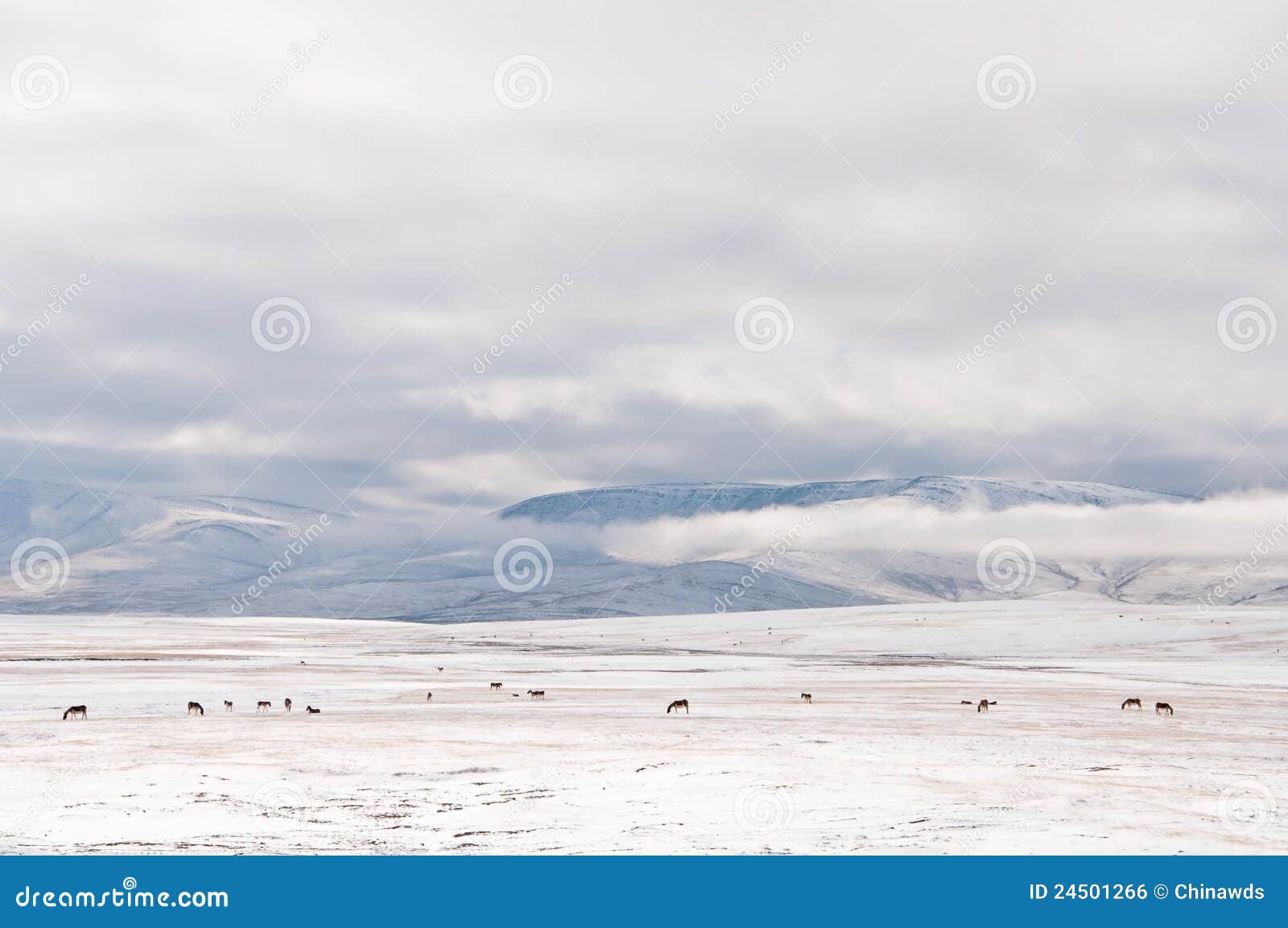 Wasteland stock photo. Image of snow, wasteland, wild - 24501266