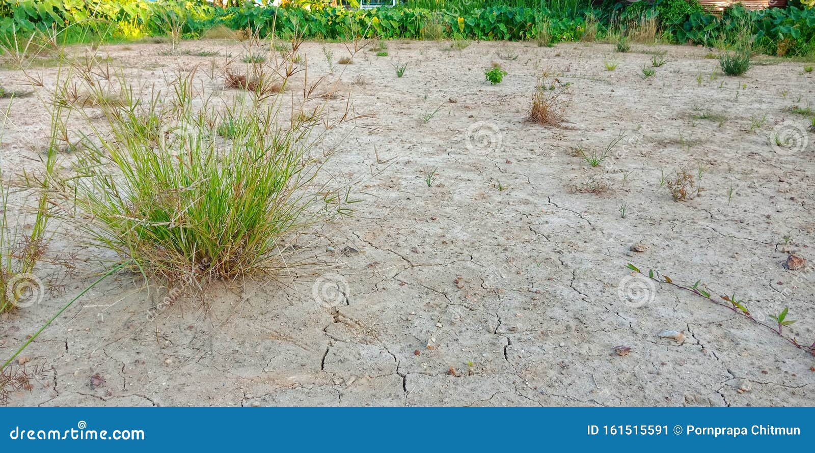 Wasteland with dry grass. stock image. Image of property - 161515591