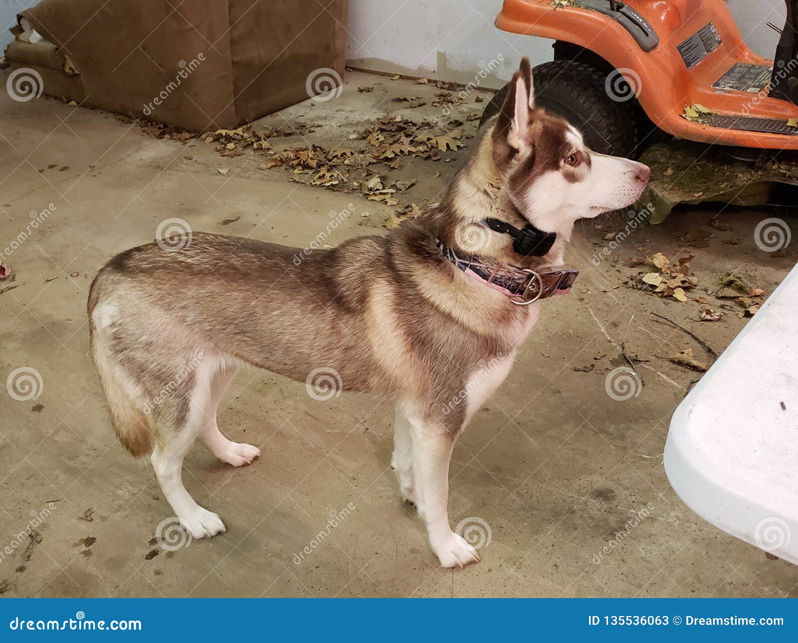 Watcful Husky stock image. Image of white, stack, husky - 135536063