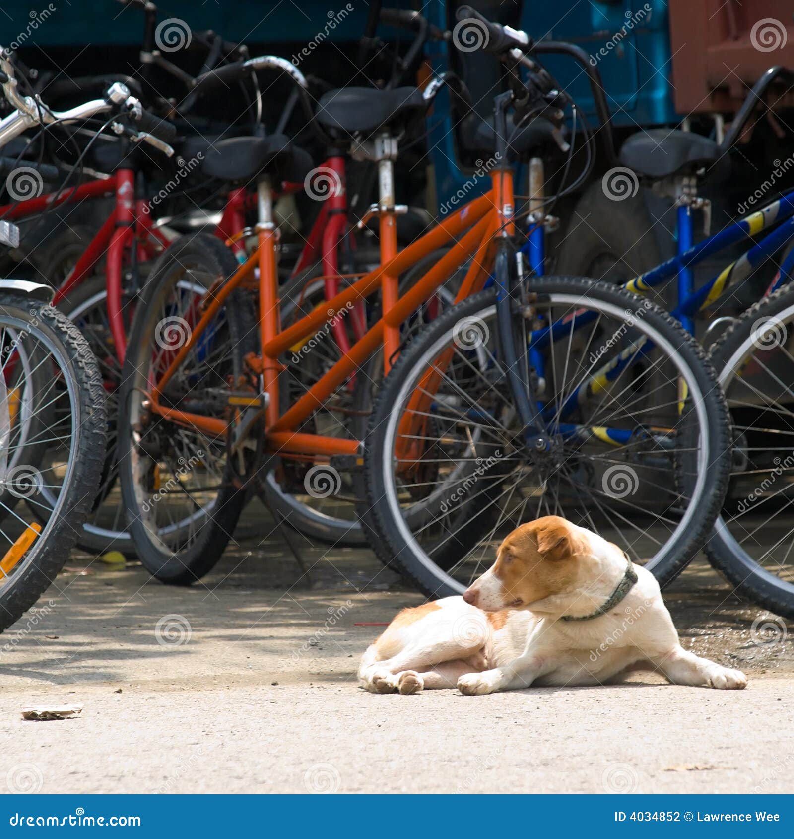 Watch Dog stock photo. Image of track, rural, shadows - 4034852