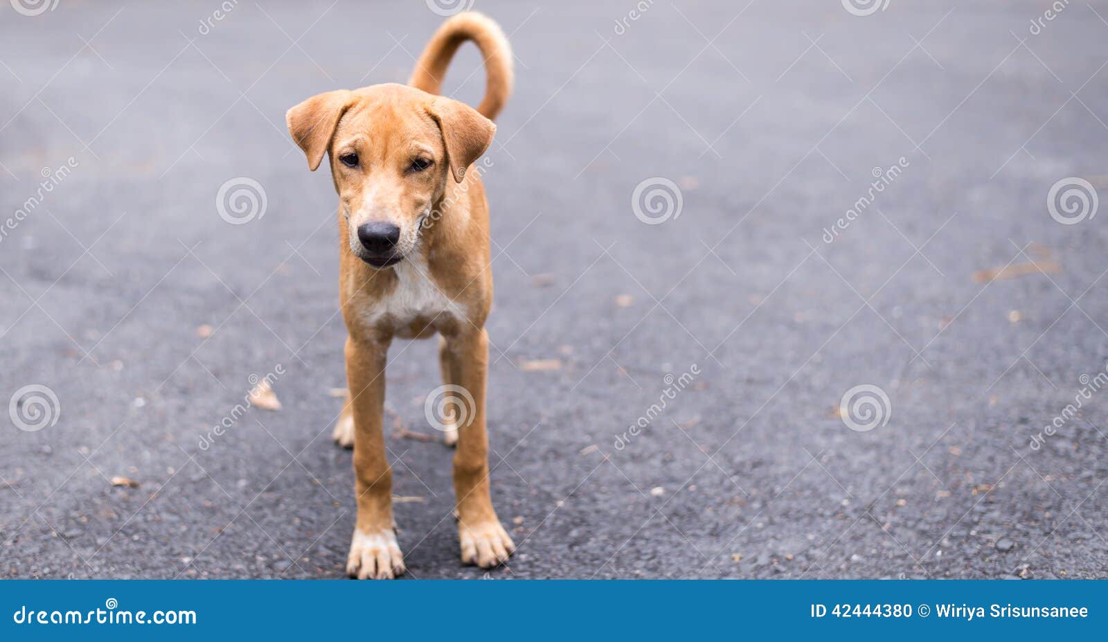 Watch dog stock photo. Image of dogs, mammal, looking - 42444380