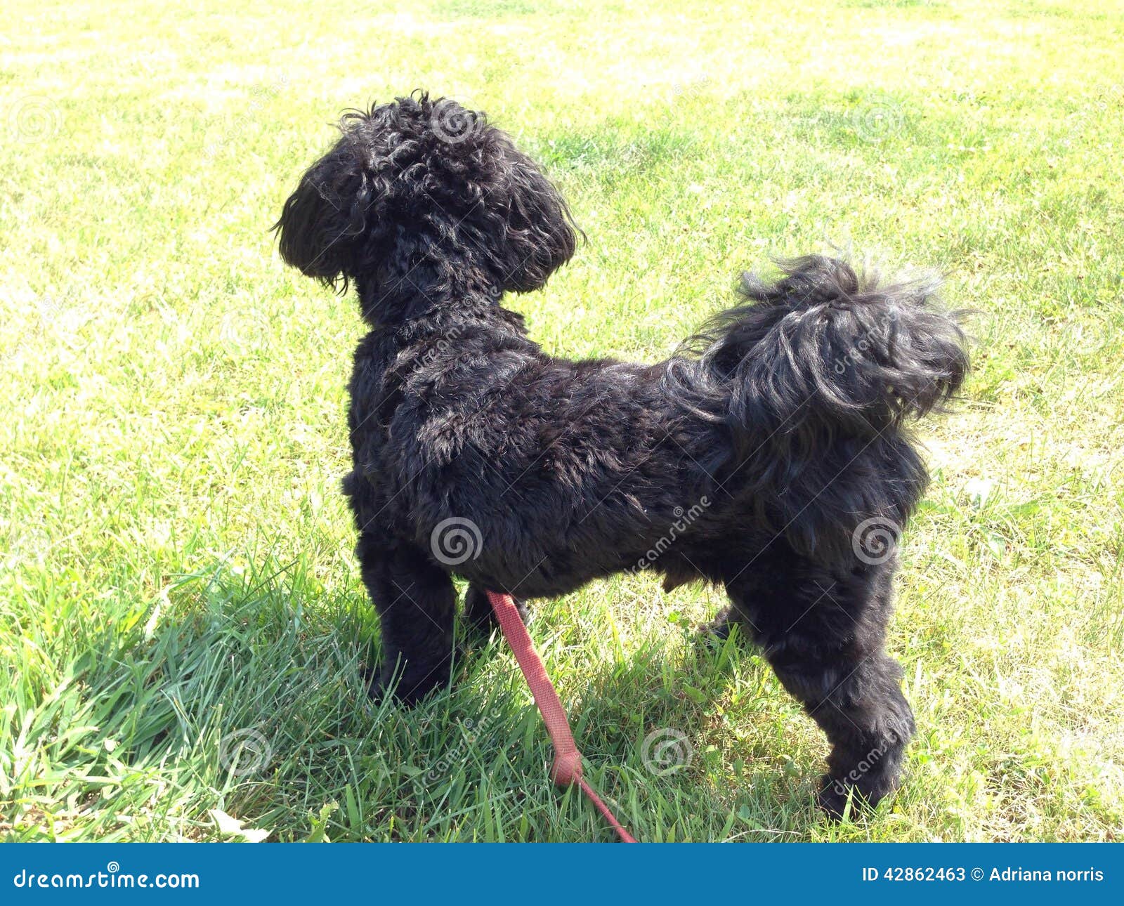 Watch dog stock image. Image of watch, alert, black, cute - 42862463