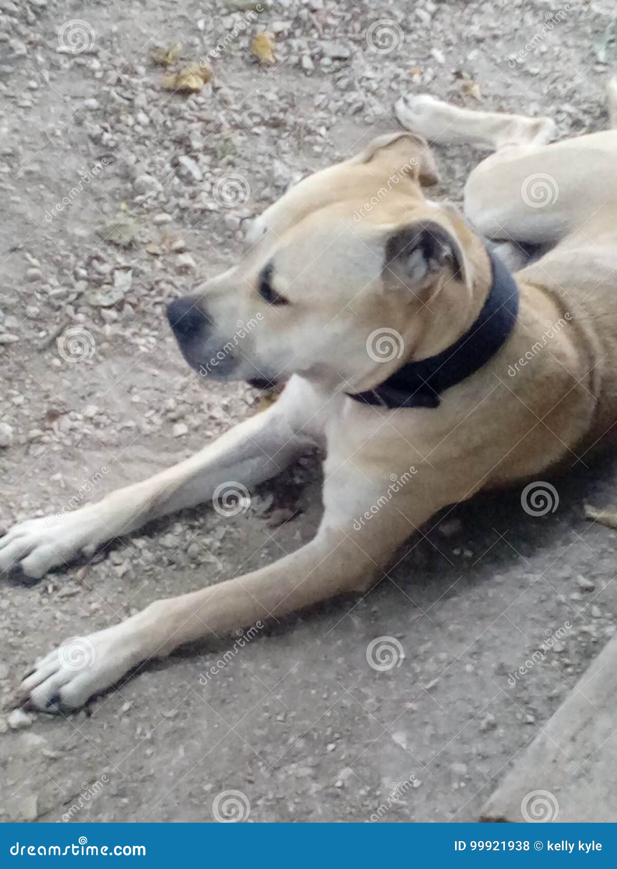 Watch dog stock photo. Image of watchdog, chilling, watching - 99921938