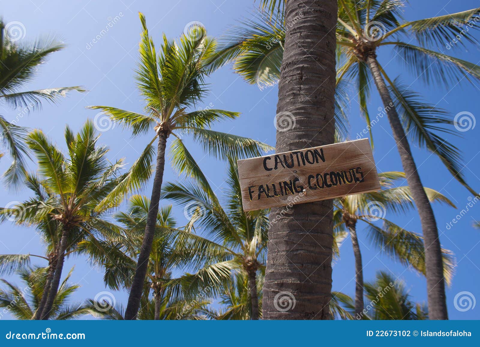 Watch for falling coconuts stock photo. Image of falling - 22673102