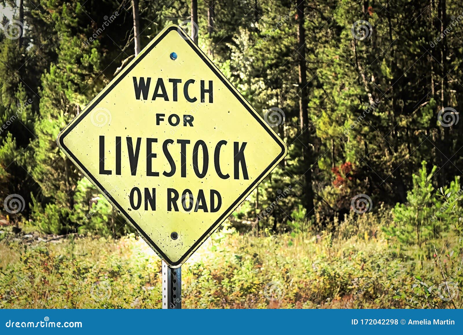 A Watch for Livestock on Road Sign Stock Photo - Image of traffic, post ...