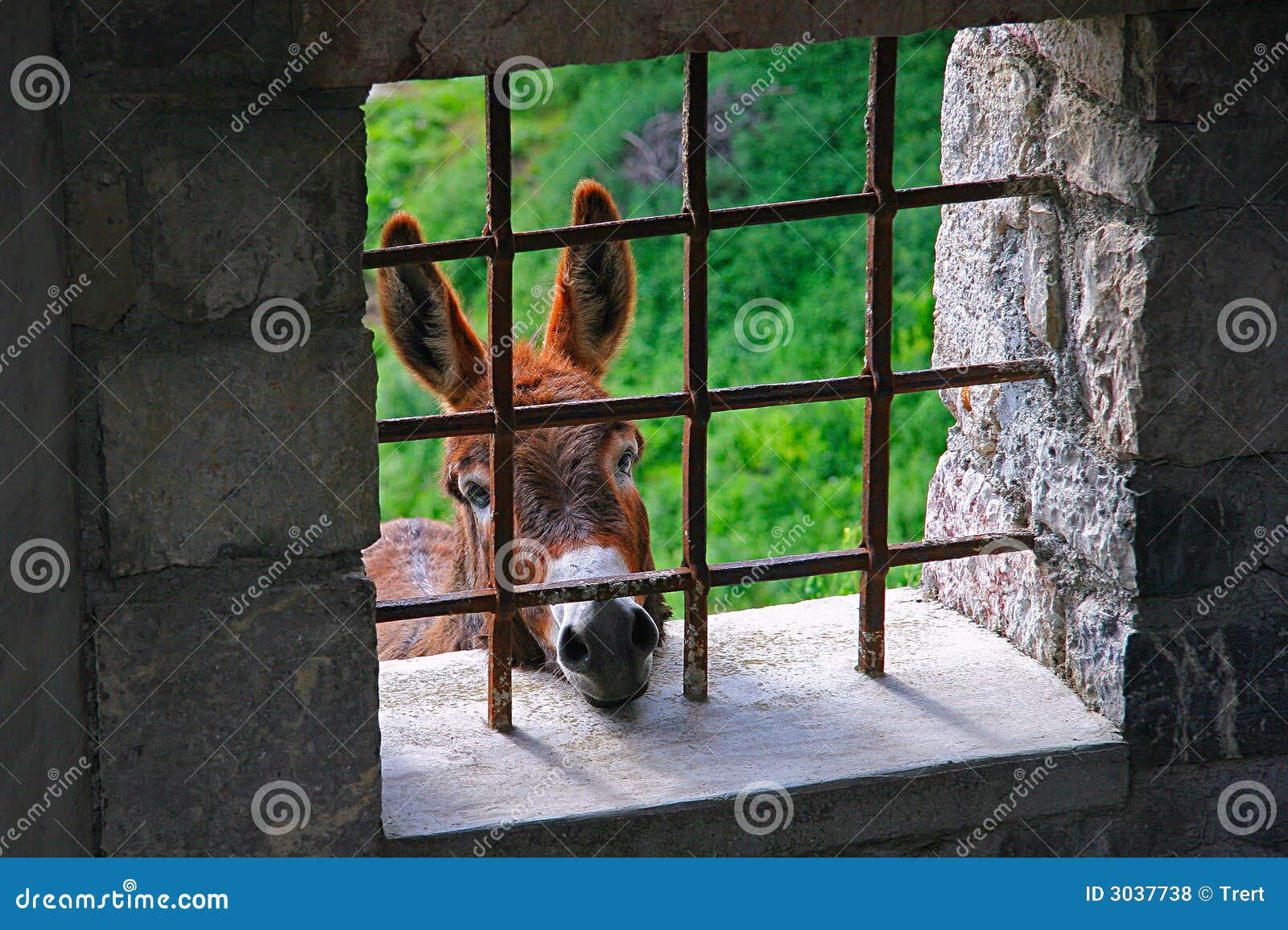 Donkey Prison Stock Photos - Free & Royalty-Free Stock Photos from ...