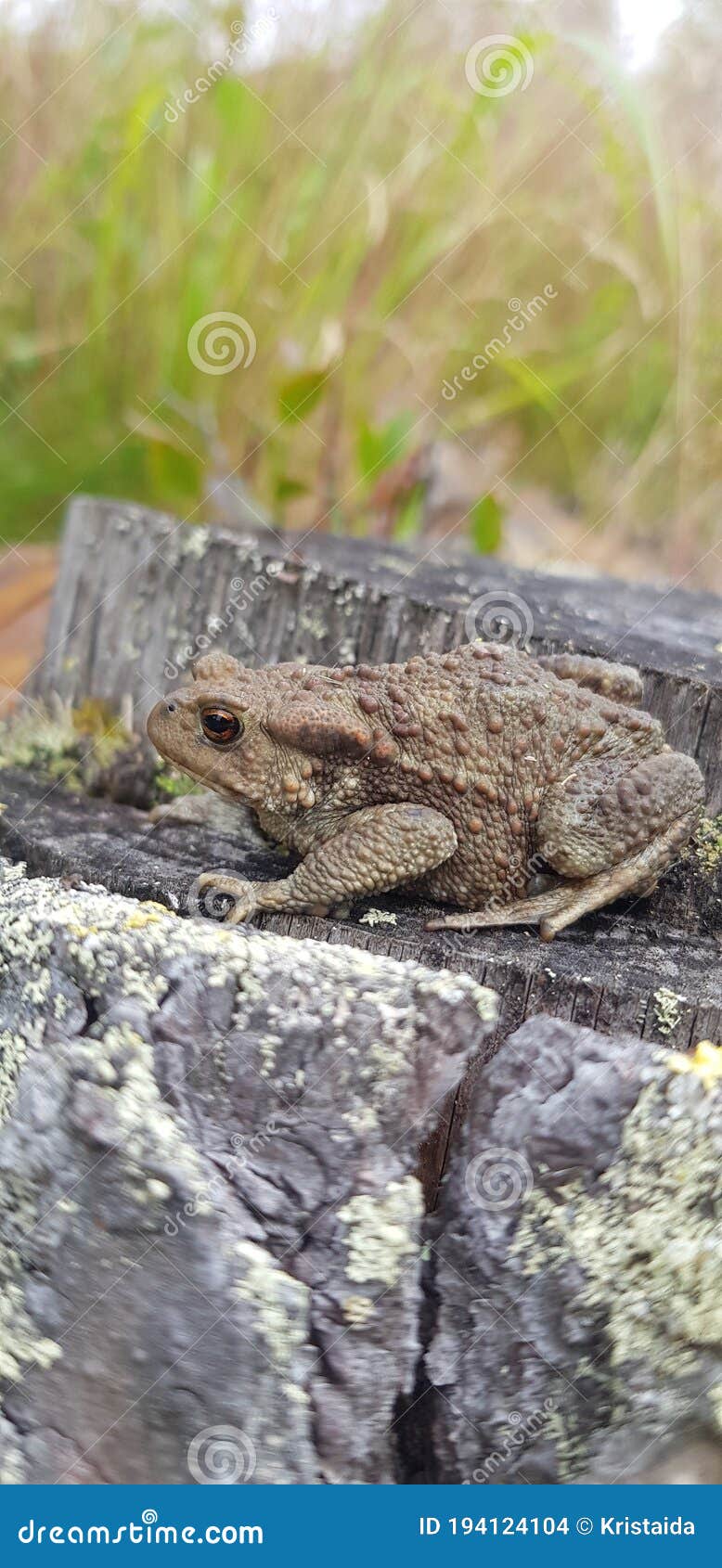 Watch out for the frog stock photo. Image of frog, watch - 194124104