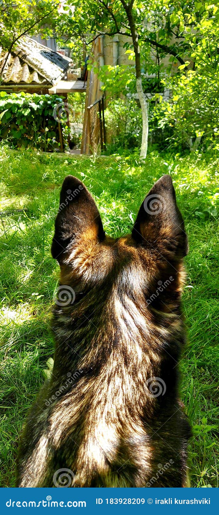 Watch, Shepherd Dog, Nature Stock Image - Image of rodent, tree: 183928209