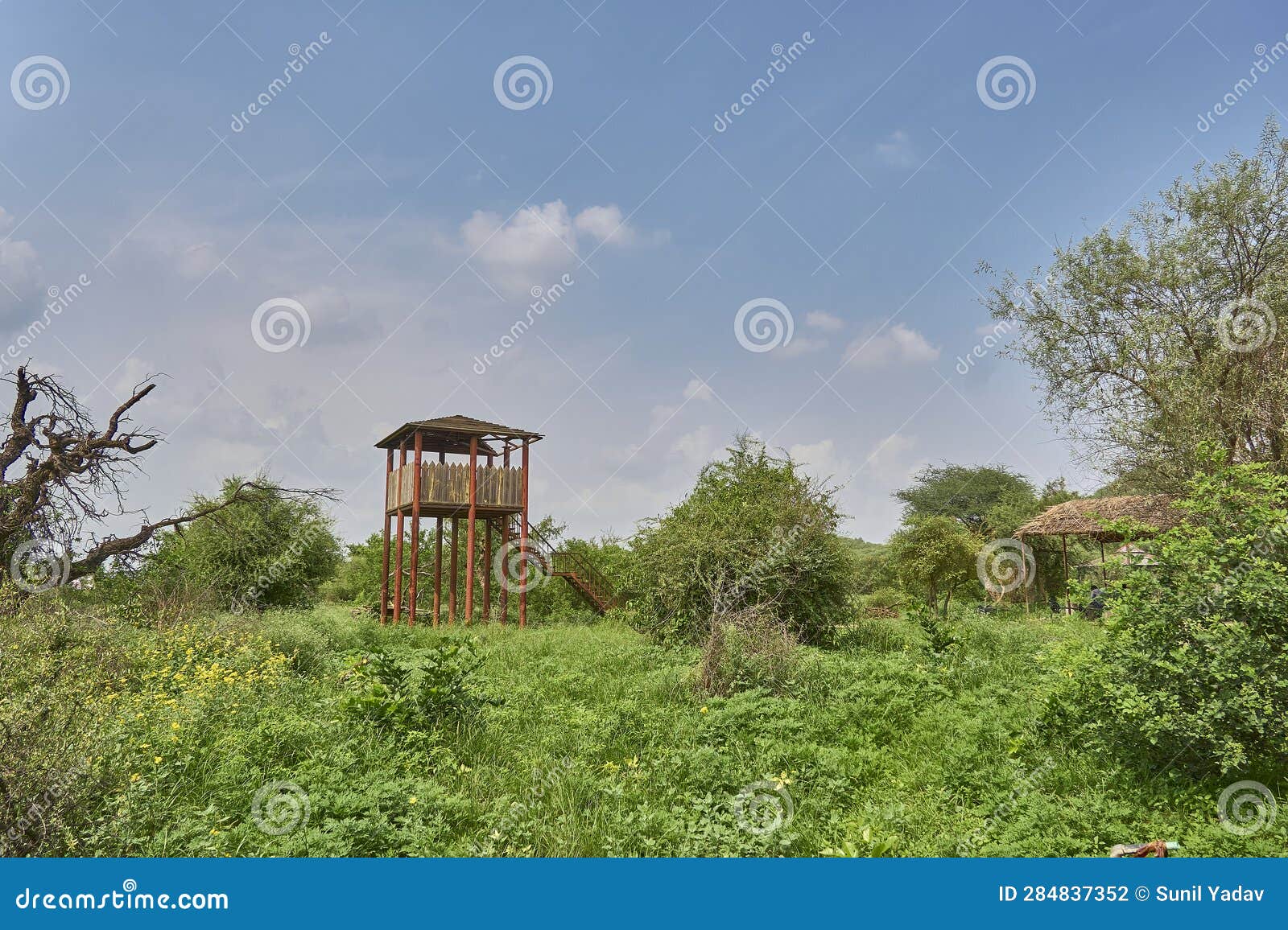 Watch tower in a forest stock photo. Image of animals - 284837352