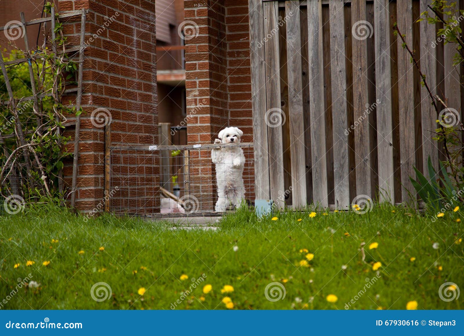 Watchdog stock photo. Image of friendly, animal, adopt - 67930616