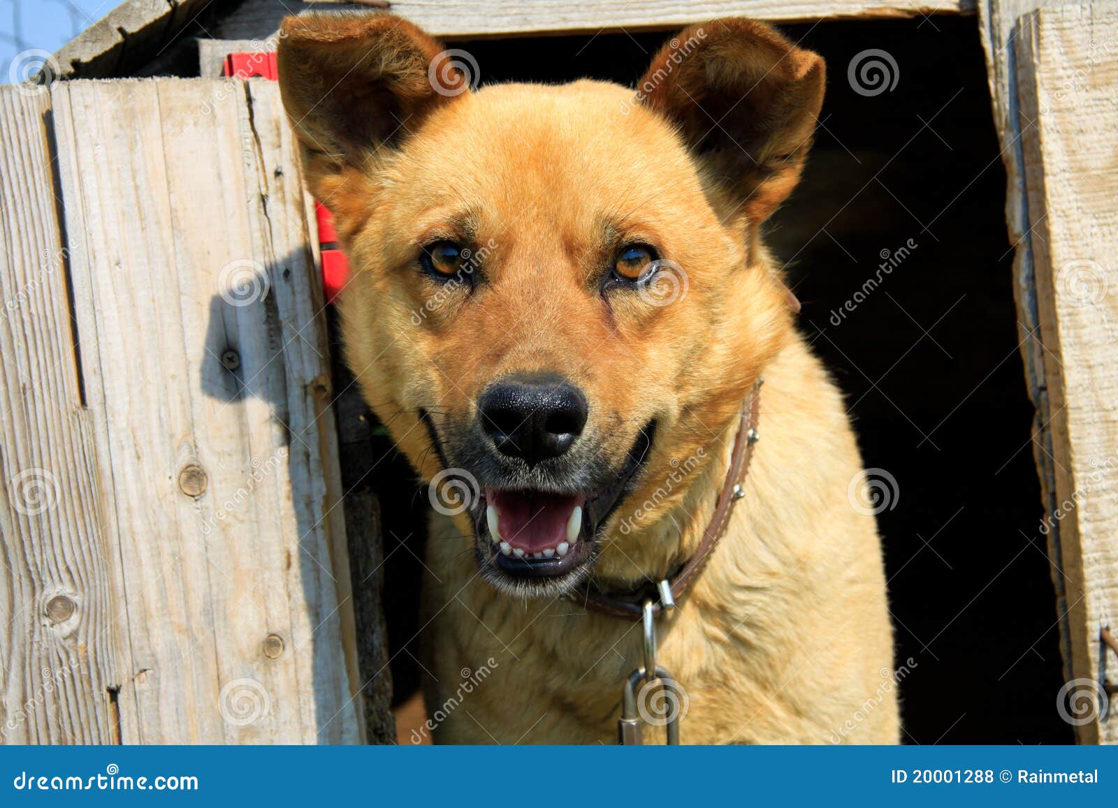 Watchdog in the kennel stock photo. Image of canine, portrait - 20001288