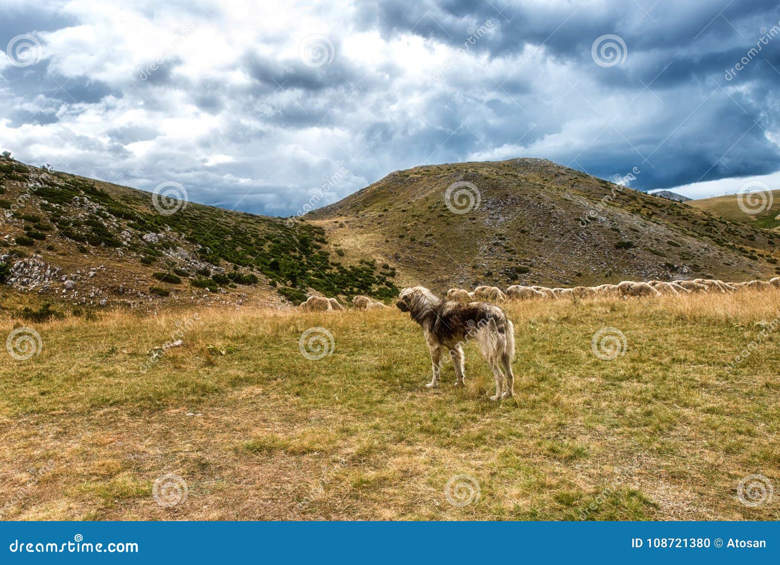 Watchdog and sheep stock photo. Image of guarding, rural - 108721380