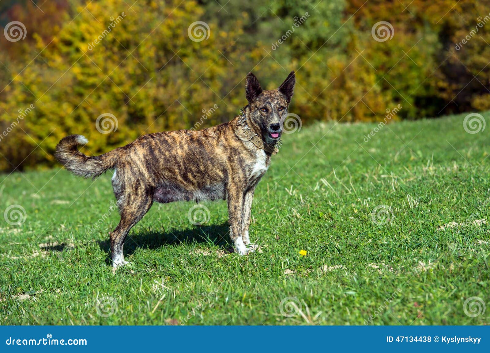 Watchdog stock photo. Image of autumn, shepherd, mammals - 47134438