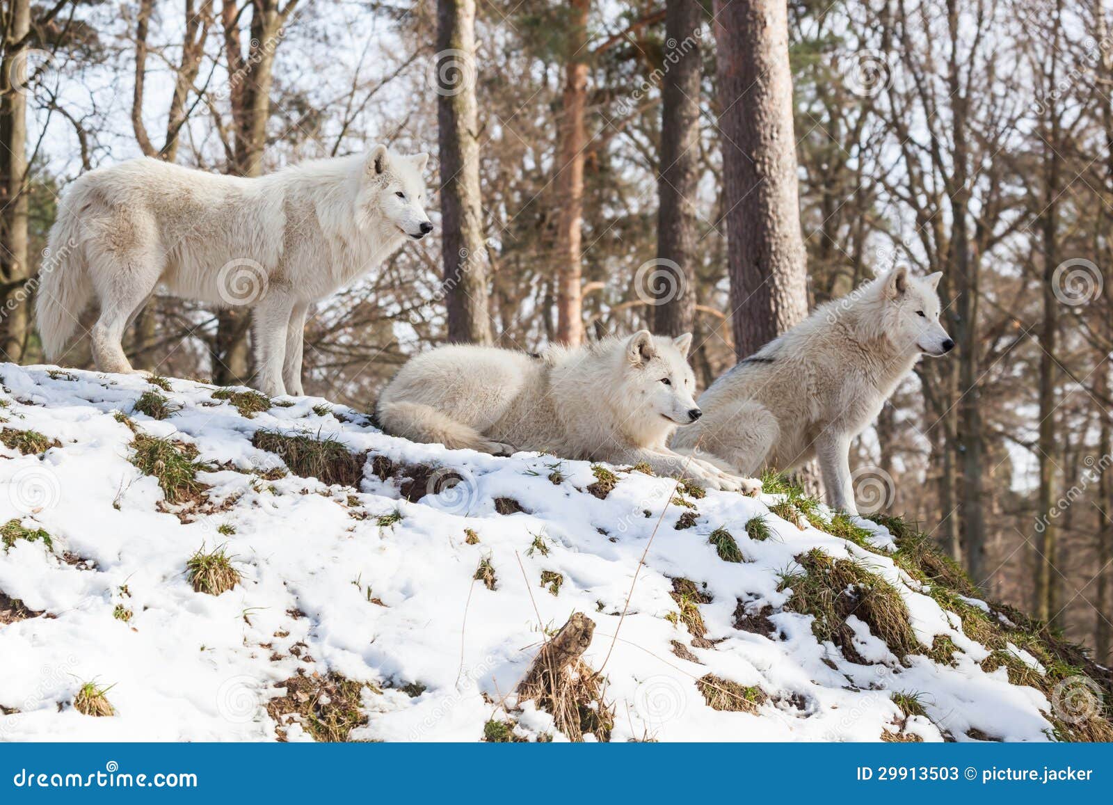 Arctic Wolf Pack on a Hill in Winter Stock Image - Image of forest ...