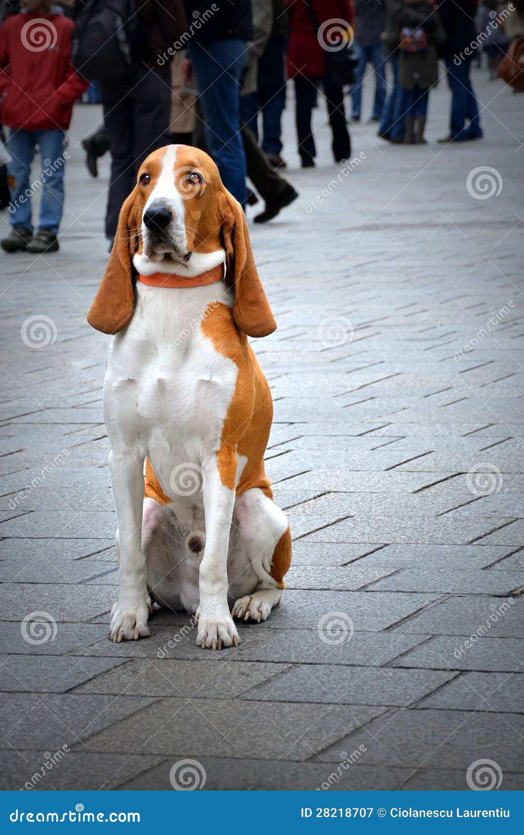 Watchful basset dog stock image. Image of town, young - 28218707