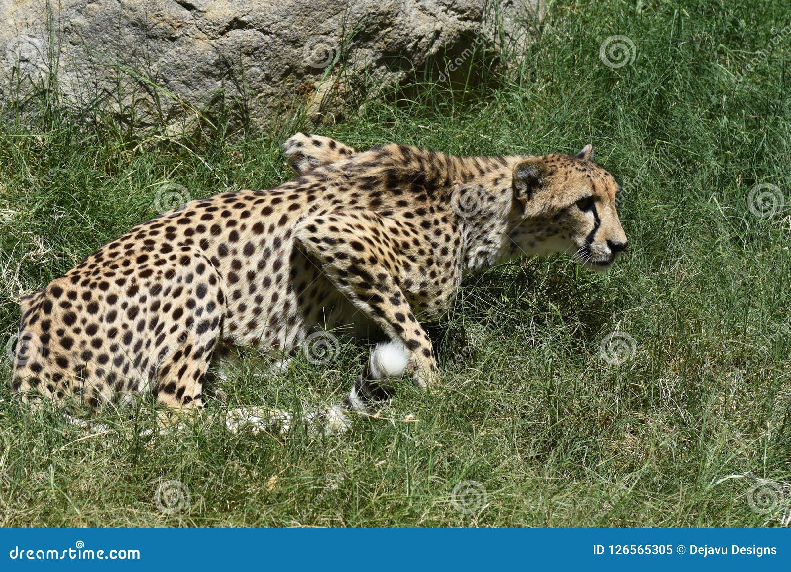 Watchful Cheetah Crouched in the Tall Green Grass Stock Image - Image ...