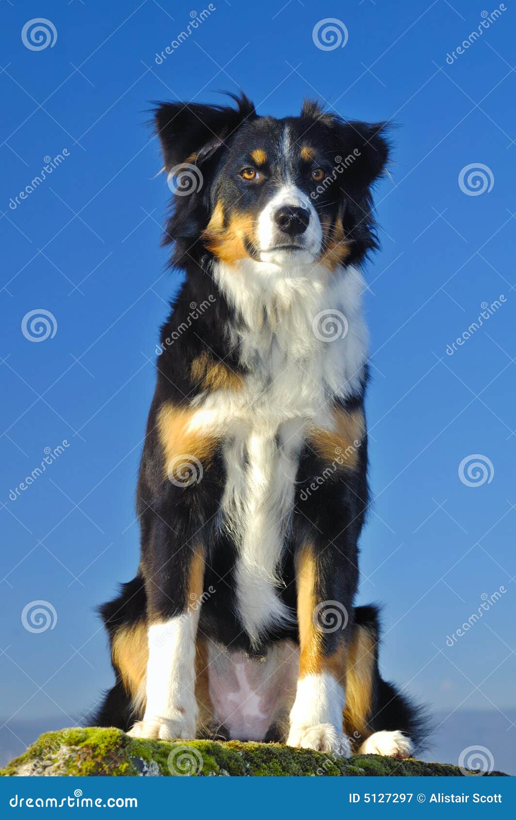 Watchful dog stock image. Image of gaze, carnivore, focused - 5127297