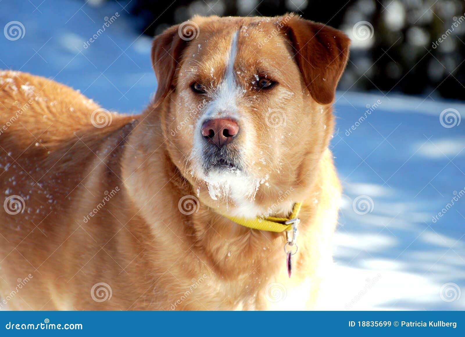 Watchful Dog with a Faceful of Snow Stock Image - Image of secure ...