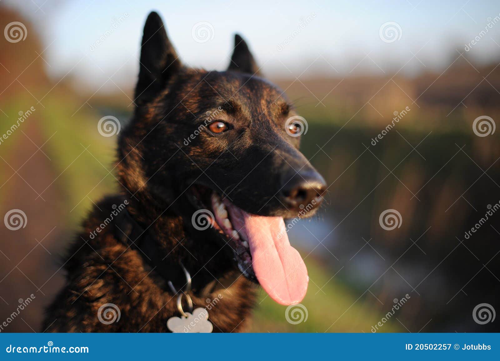 Watchful Dutch Shepherd stock image. Image of handsome - 20502257