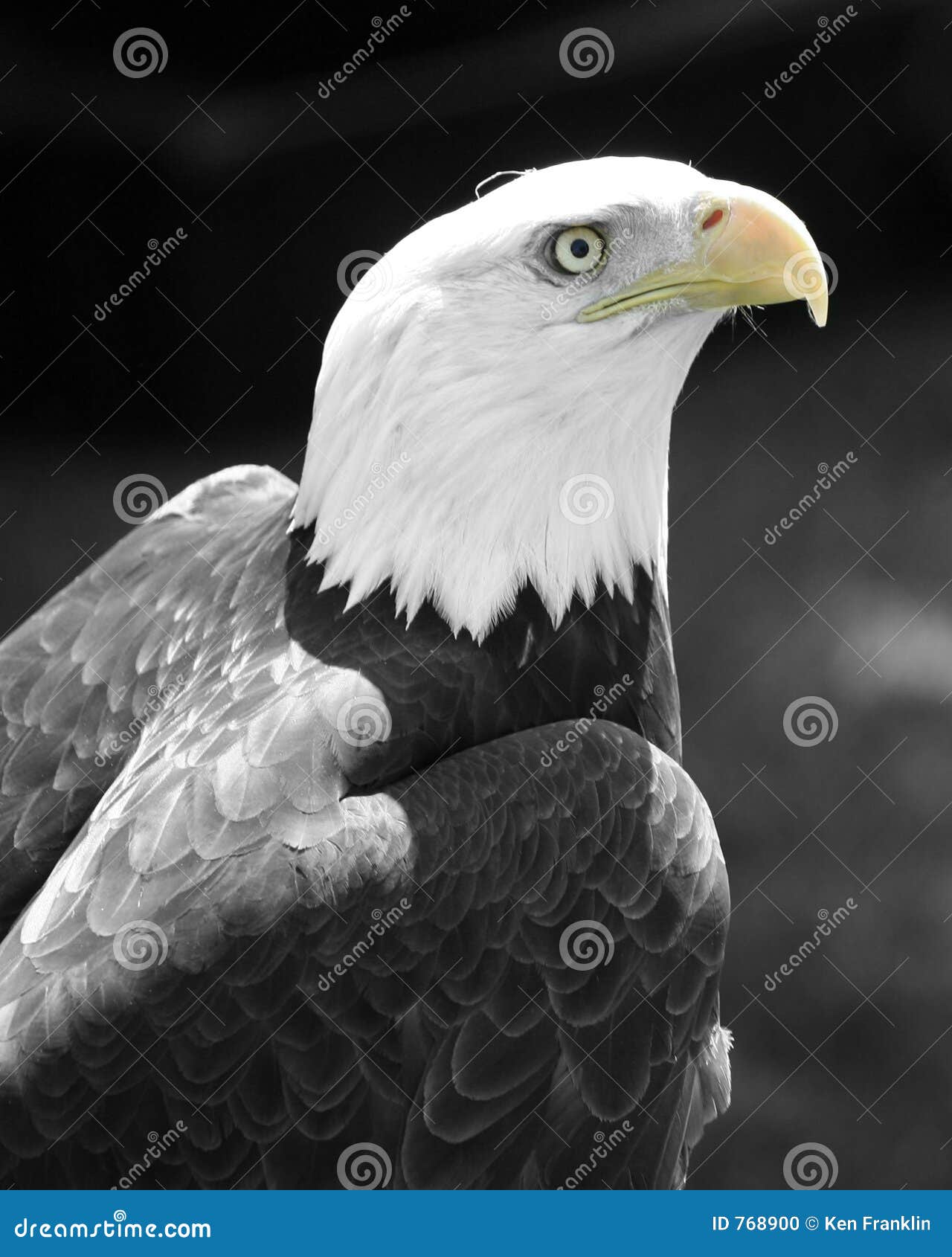 Watchful Eagle stock photo. Image of piercing, raptor, hunter - 768900