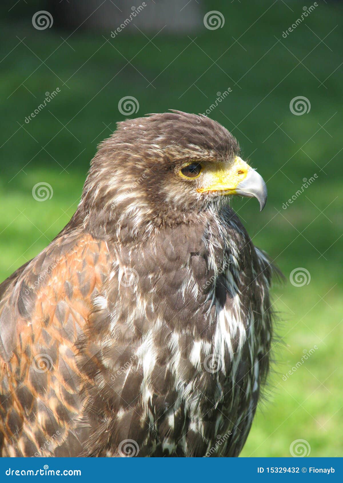 Watchful Eye stock photo. Image of bird, beady, feathers - 15329432