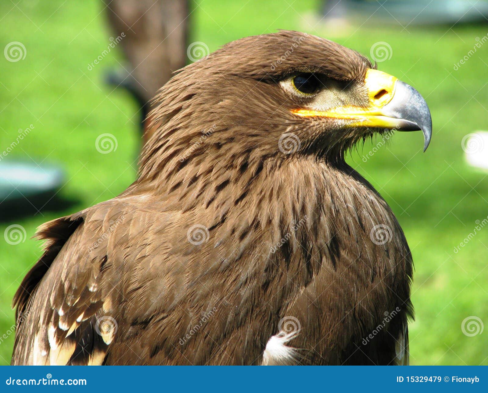 Watchful Eye stock image. Image of hawk, falcon, beak - 15329479