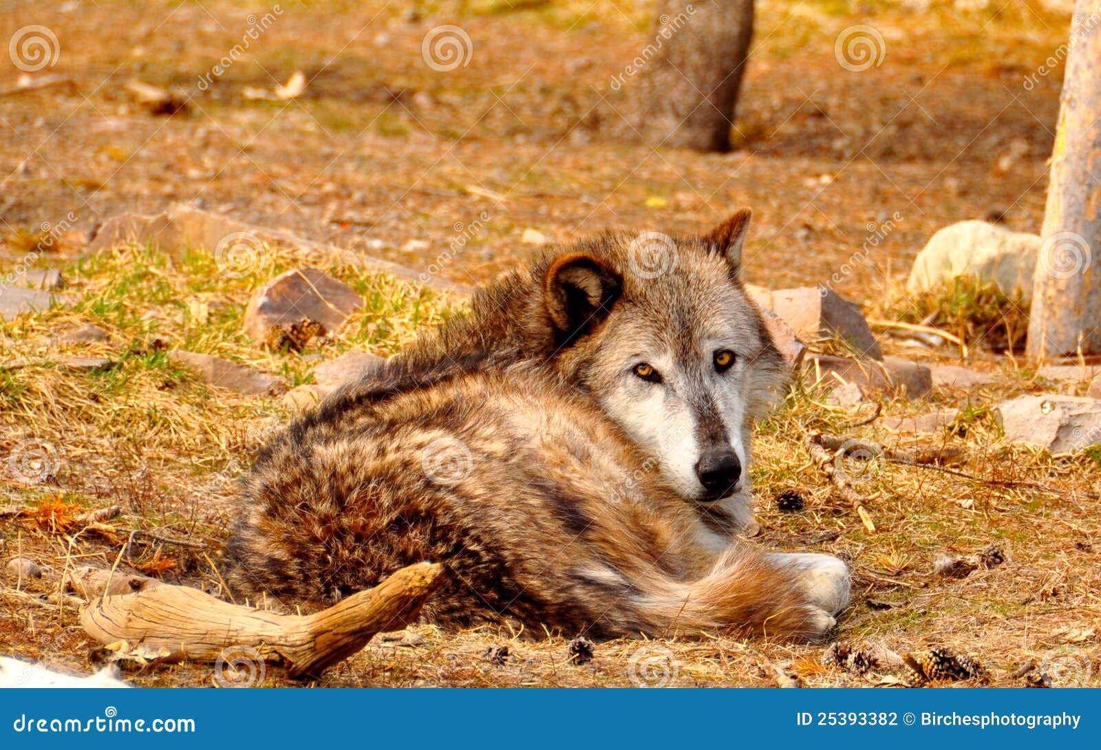Watchful eyes stock photo. Image of danger, canine, fear - 25393382