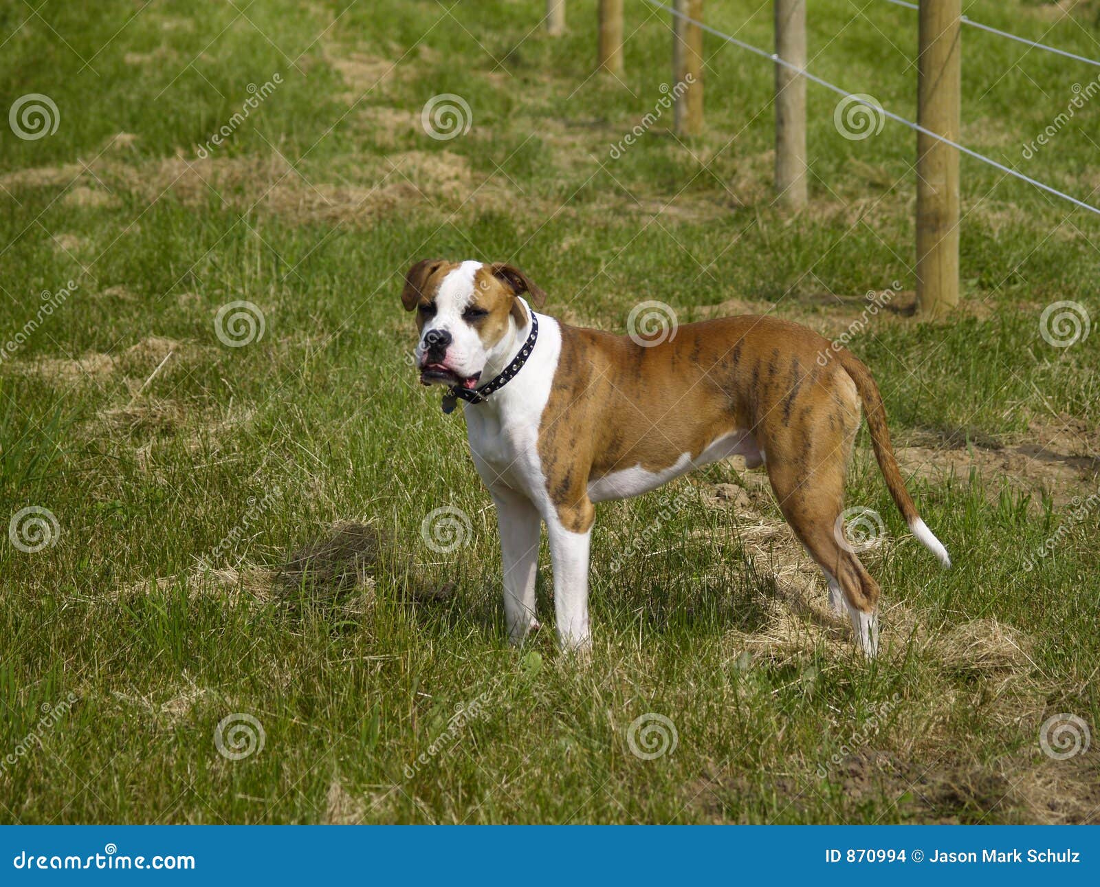Watchful Farm Dog stock photo. Image of fence, farm, paddock - 870994