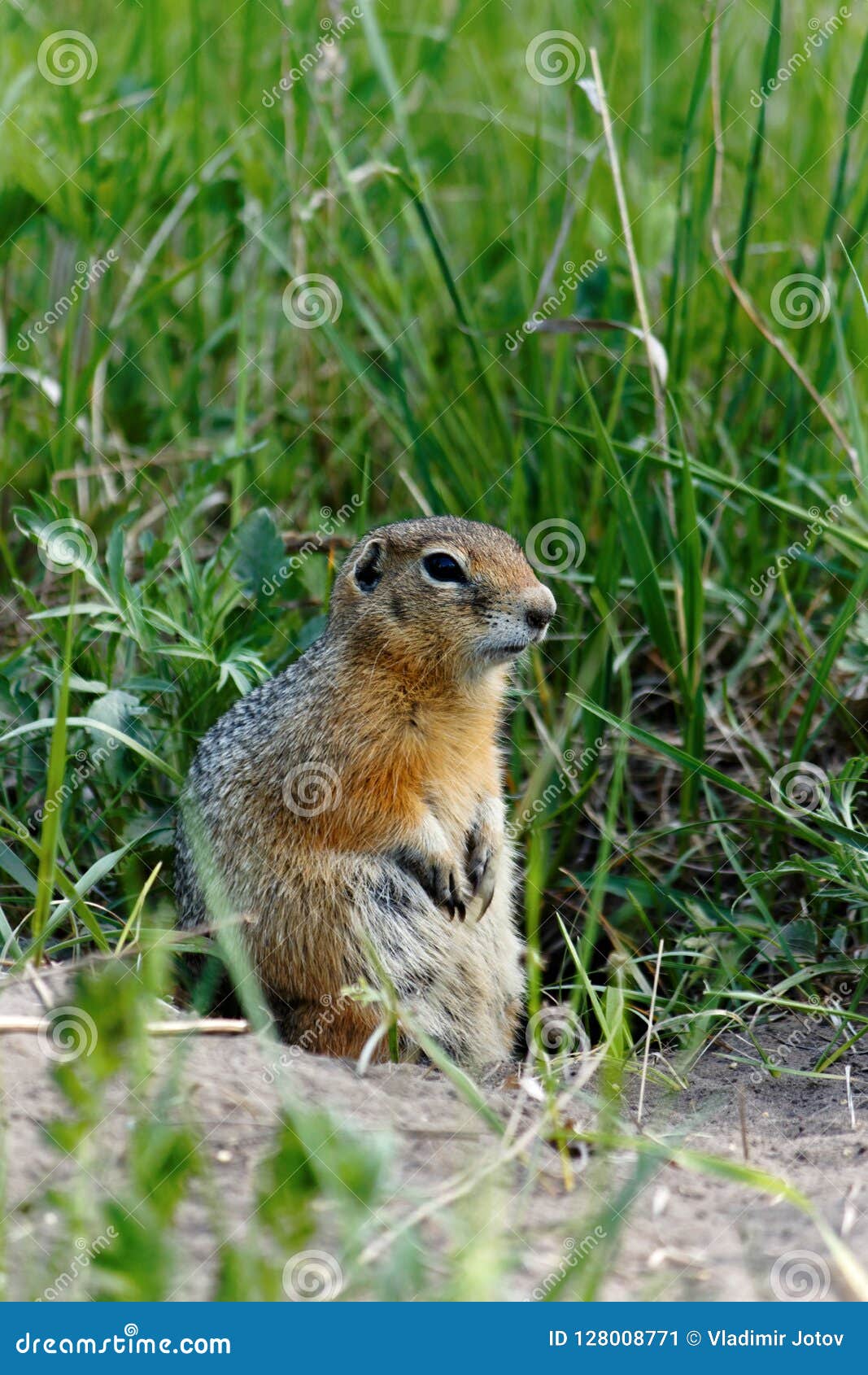 Watchful Standing Gopher in the Grass Stock Image - Image of green ...