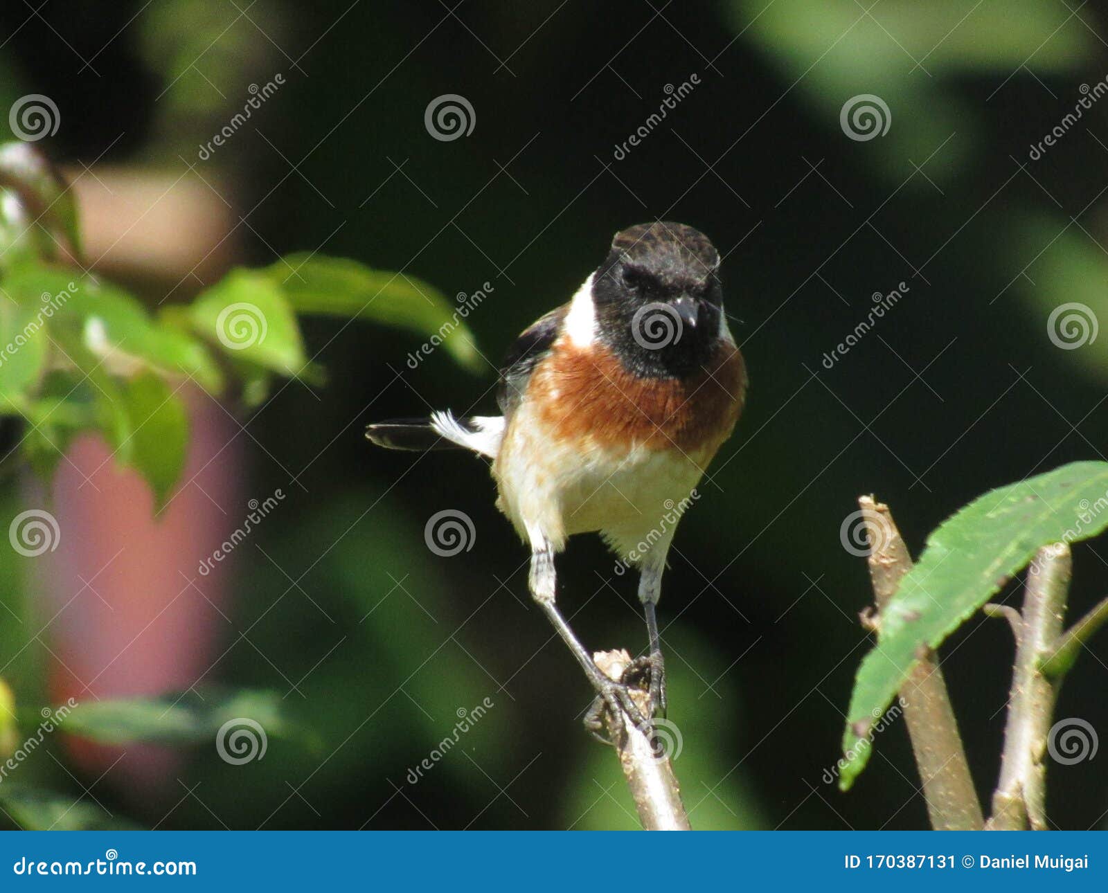 Watchful, Hardworking, Beautiful Wild Bird Stock Image - Image of bird ...