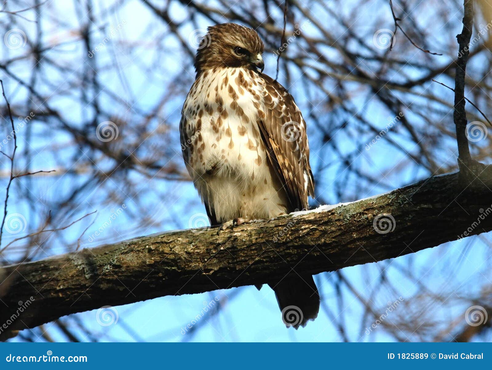 Watchful Hawk stock image. Image of power, wildlife, unique - 1825889
