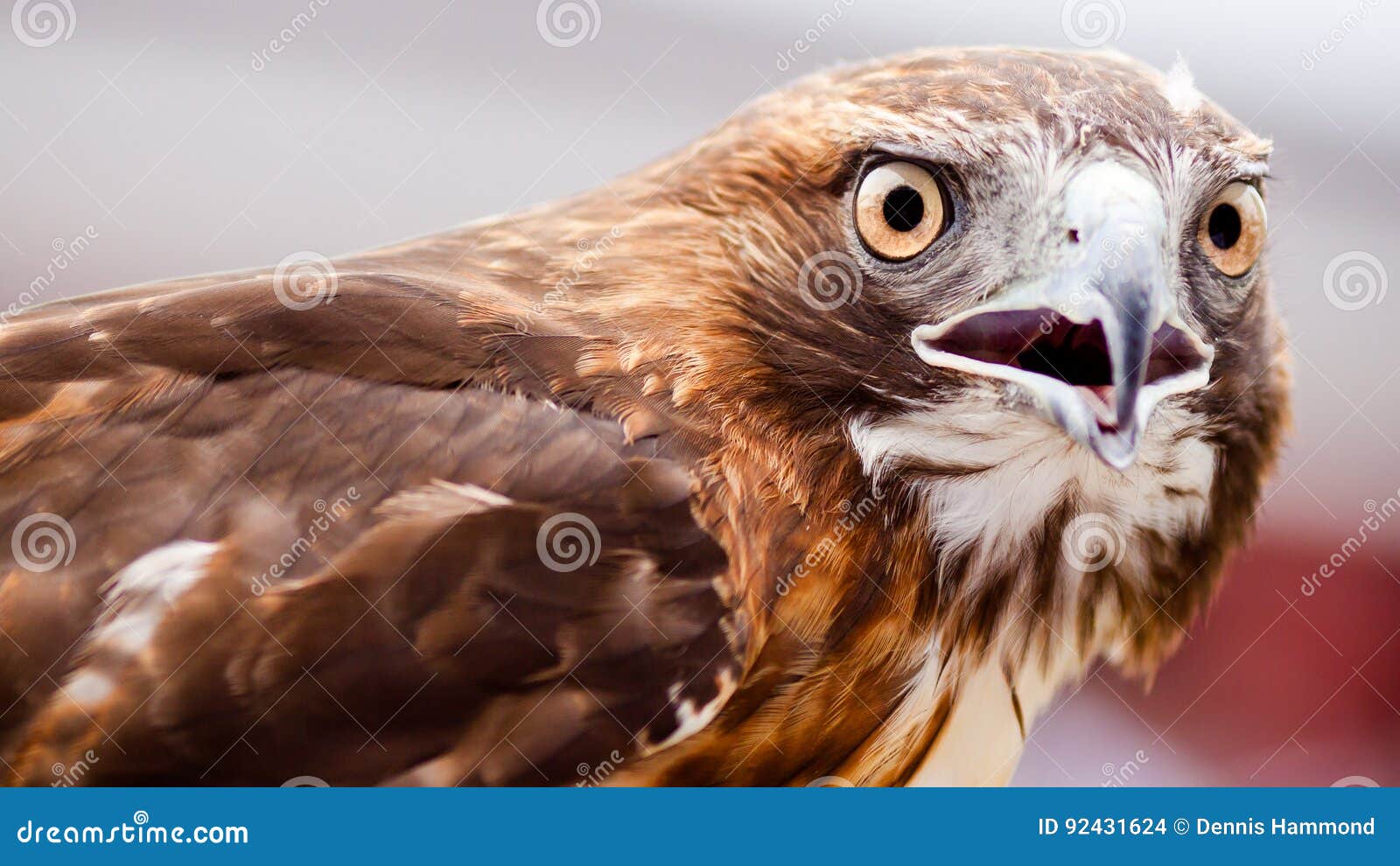 Watchful Hawk stock photo. Image of beak, gaze, eyes - 92431624