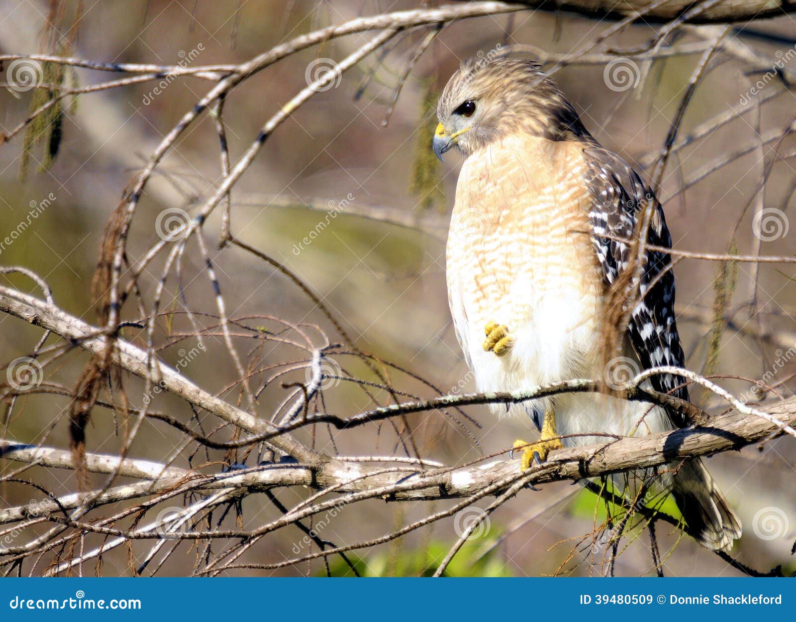 Watchful Hawk stock image. Image of green, close, outdoor - 39480509