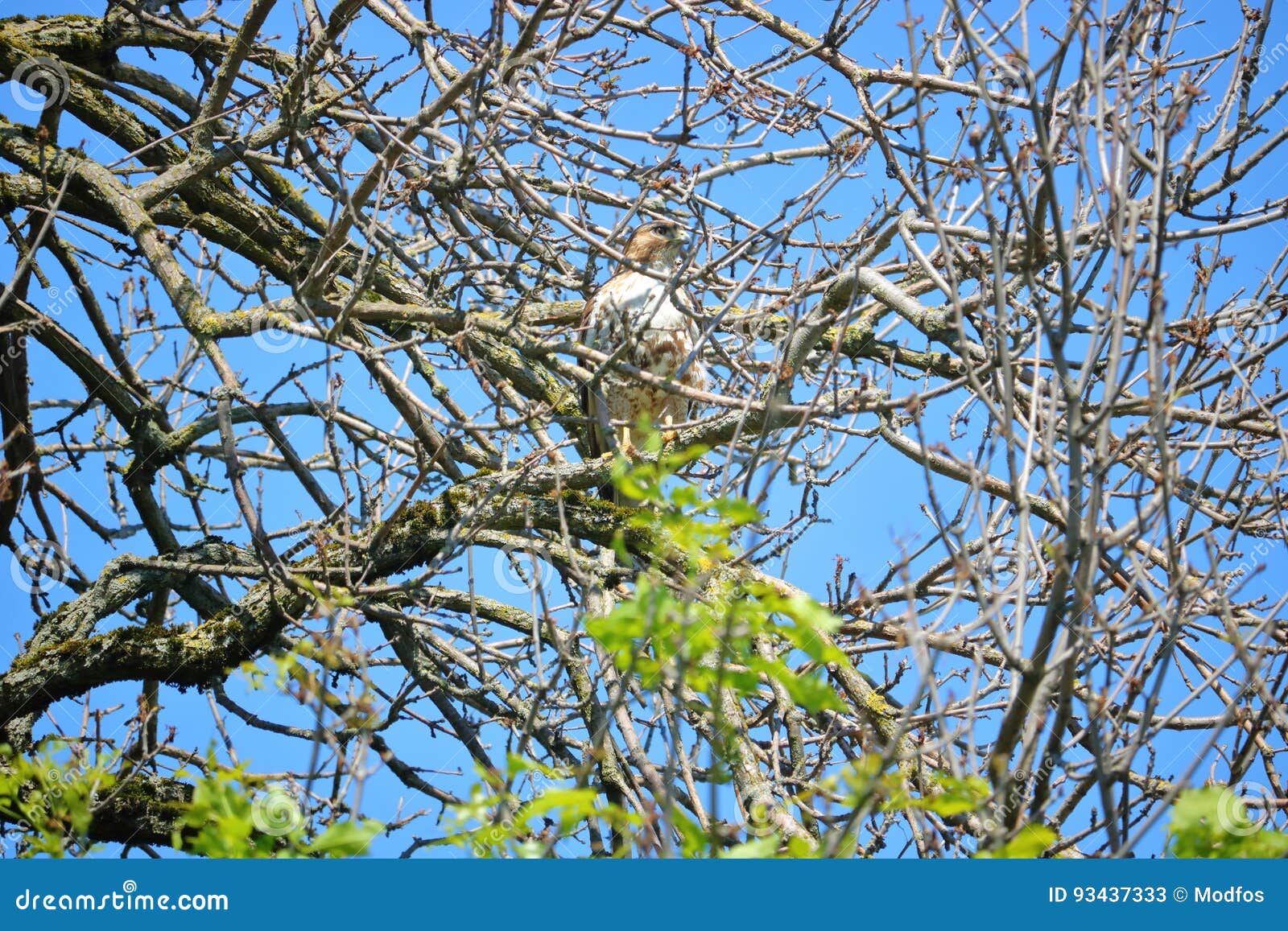 Watchful Hawk in Tree stock image. Image of gray, full - 93437333