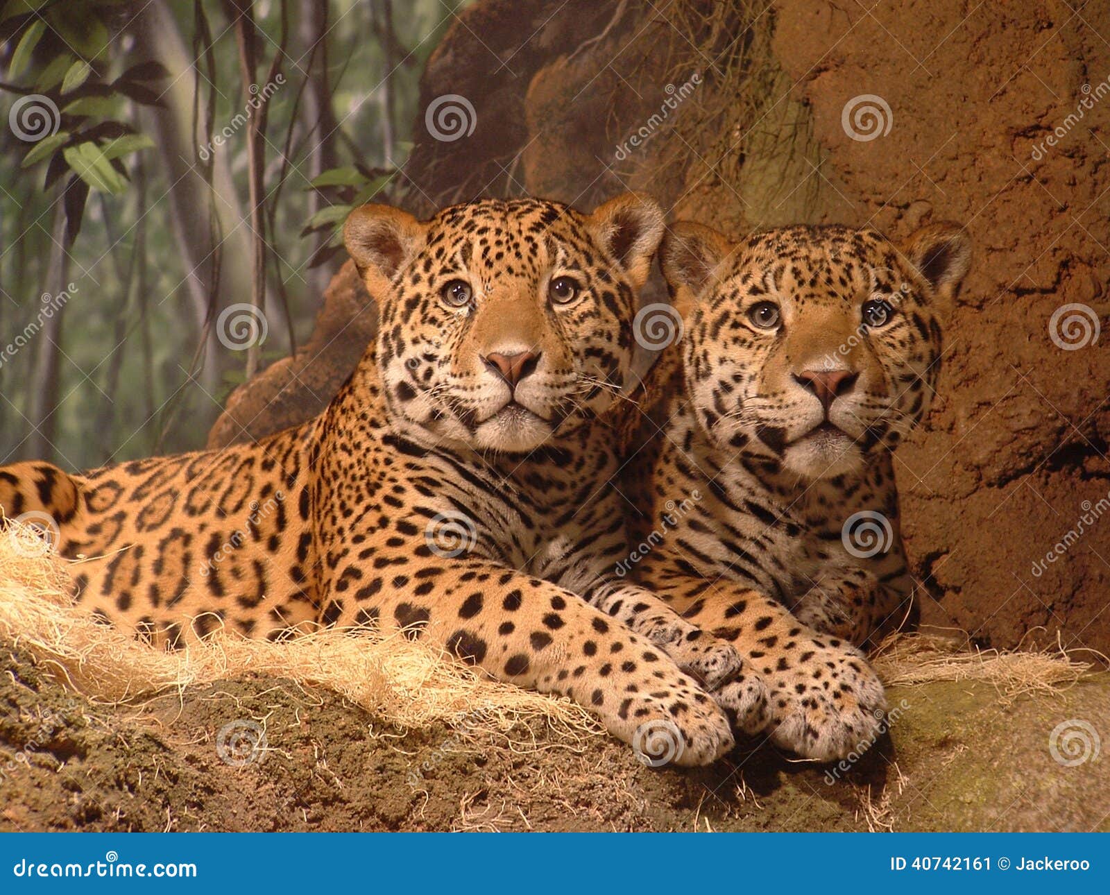Watchful Leopards stock image. Image of leopard, tiger - 40742161