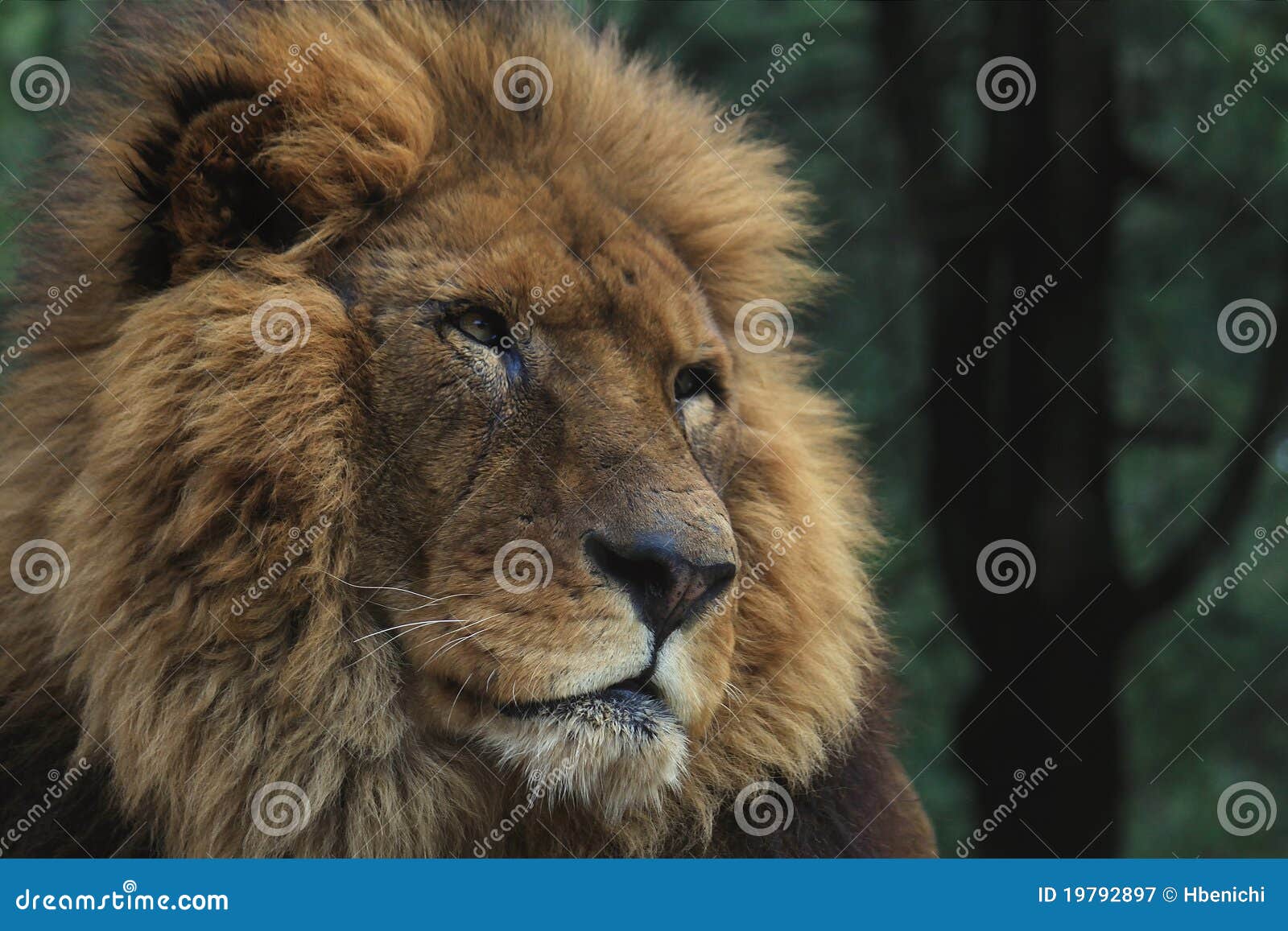 Watchful lion stock image. Image of panthera, wild, stripe - 19792897