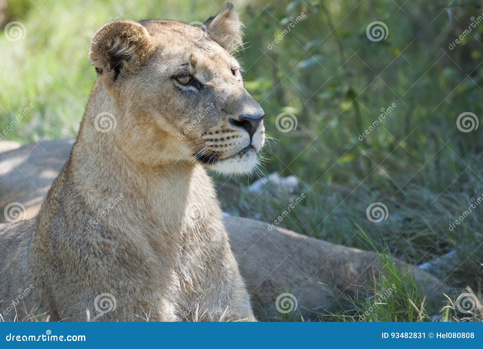 Watchful Lioness in Botswana, Africa, Lion Alert, Lioness Alerting ...