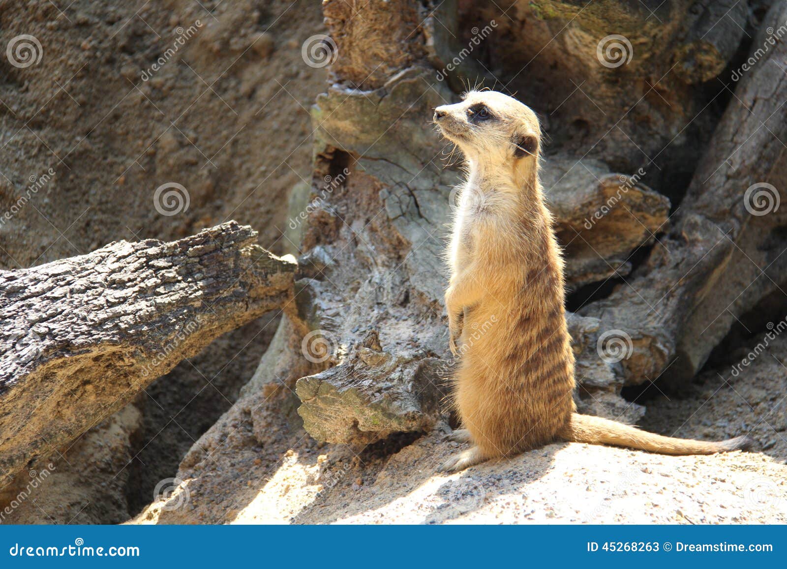 Watchful Meerkat stock image. Image of watch, nature - 45268263