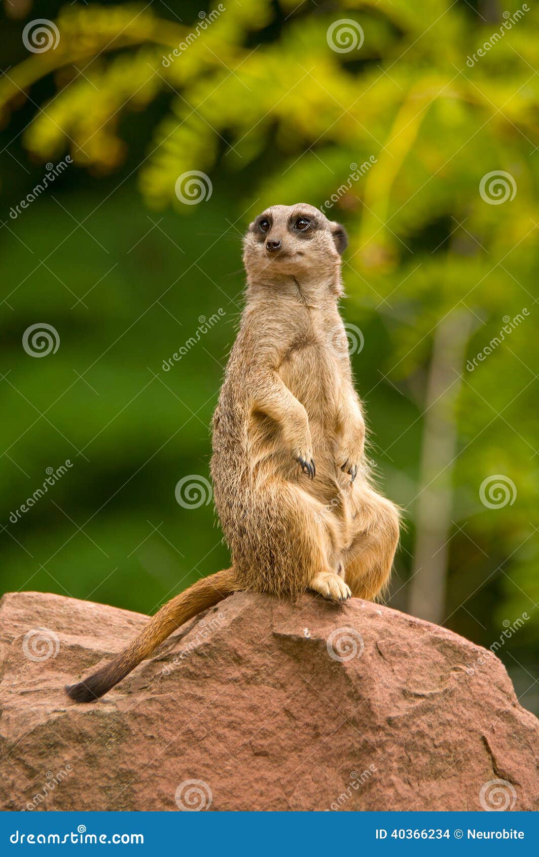 Watchful Meerkat Standing in Alert Stock Photo - Image of carnivore ...