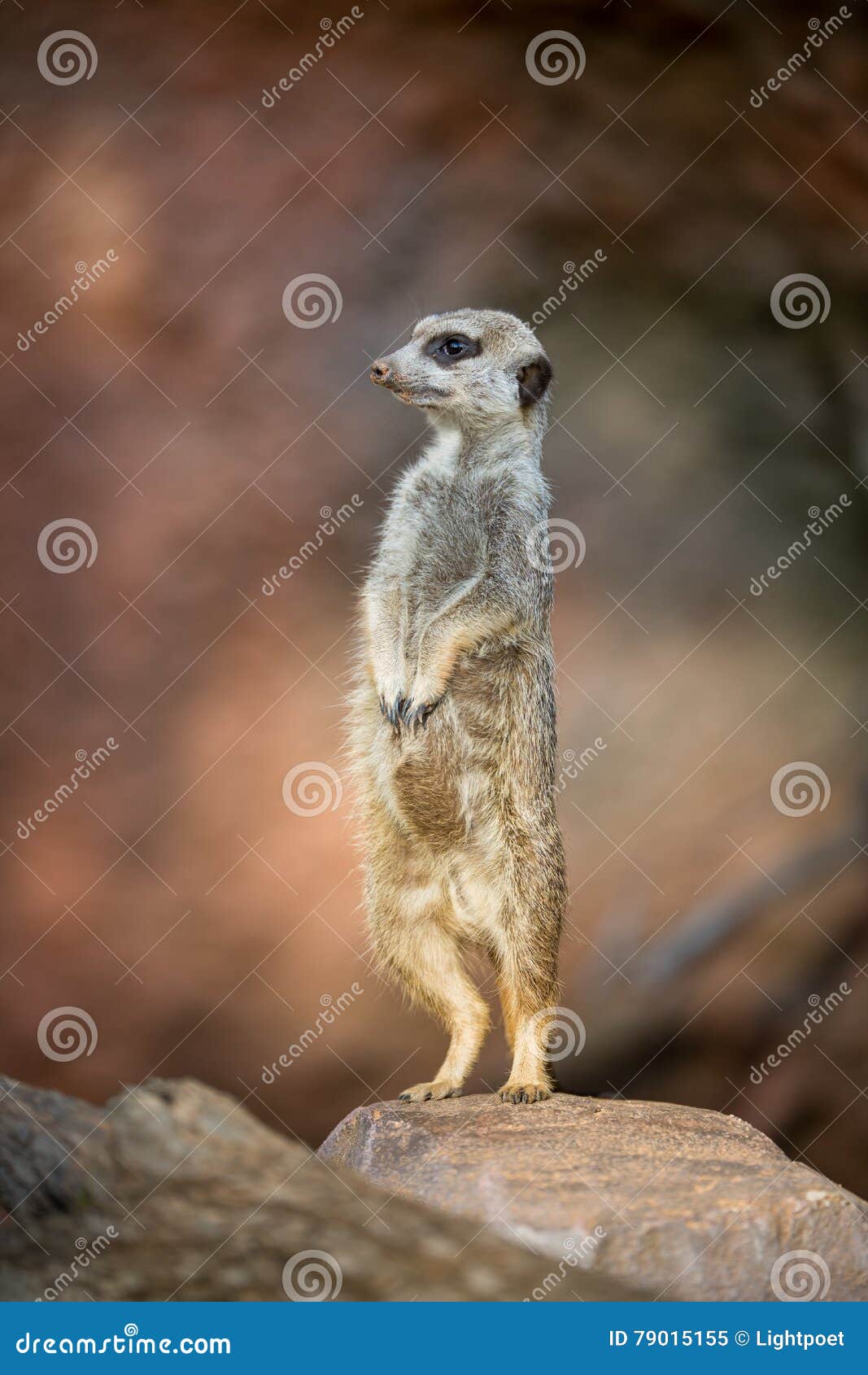 Watchful Meerkat Standing Guard Stock Image - Image of african ...