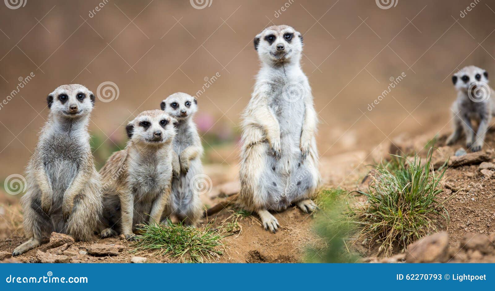 2,667 Meerkats Suricate Standing Stock Photos - Free & Royalty-Free ...