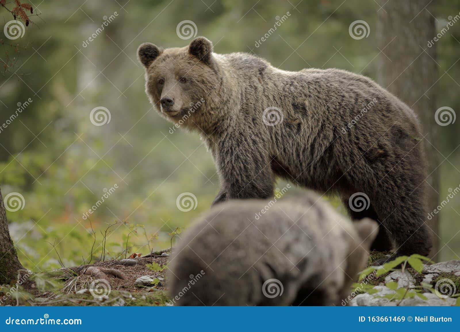 Watchful mother bear stock image. Image of autumn, mammal - 163661469