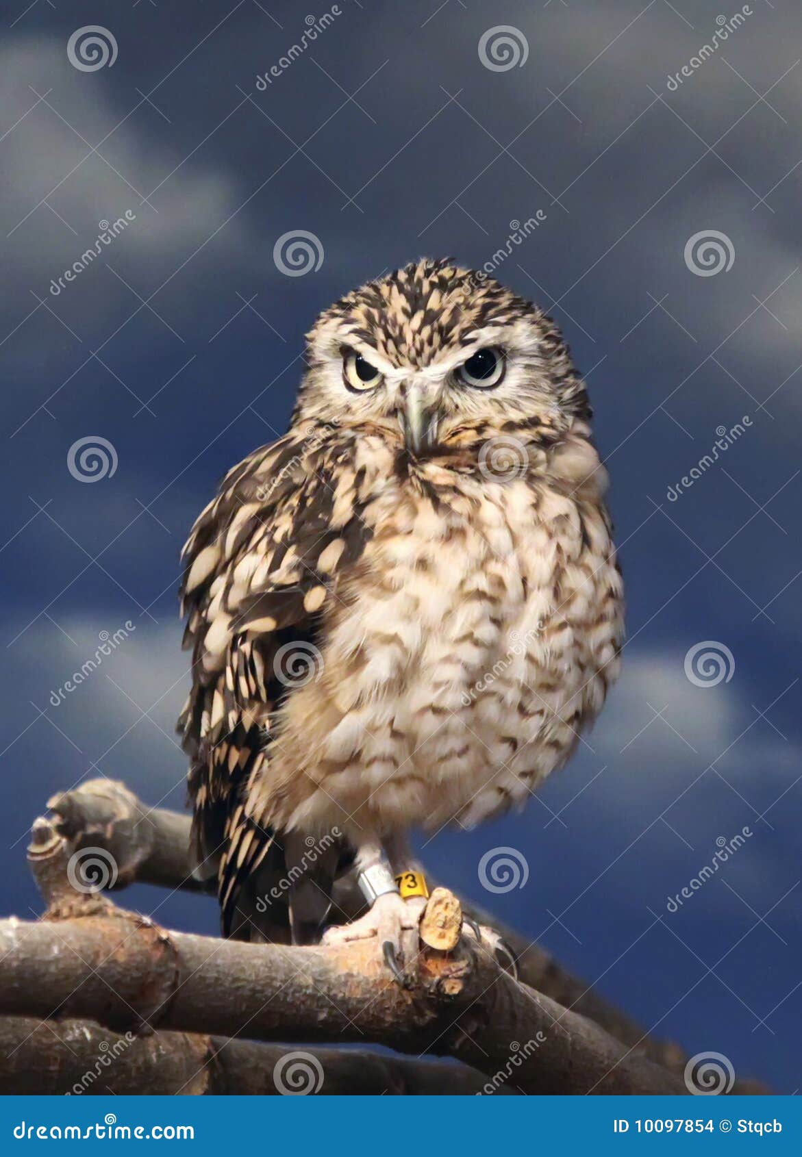 Watchful Owl stock photo. Image of animal, alert, strigidae - 10097854