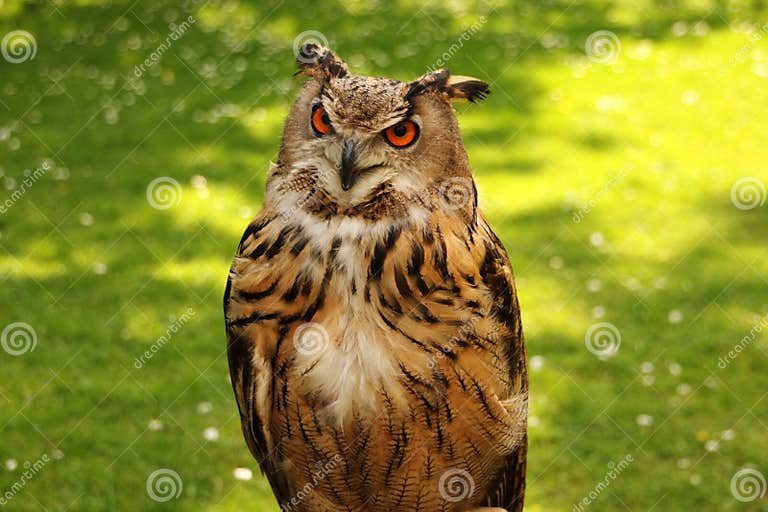 Watchful owl stock photo. Image of meadow, intelligent - 14455056