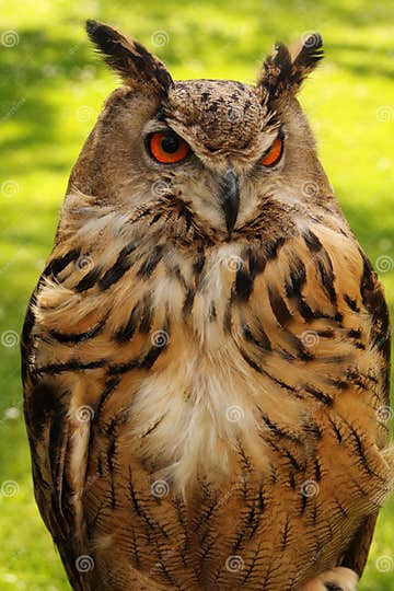 Watchful owl stock image. Image of intelligent, large - 14610515